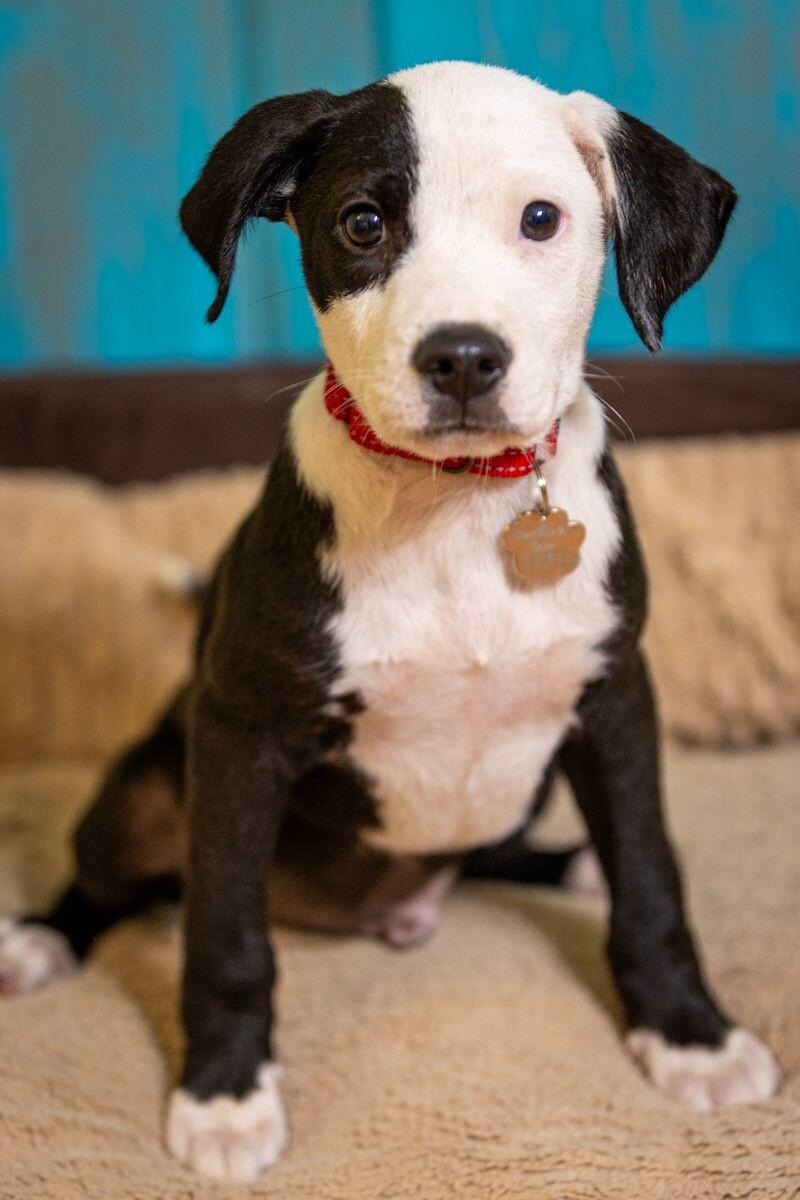 Dog for adoption - Zander Cleveland, a Pit Bull Terrier & Labrador ...