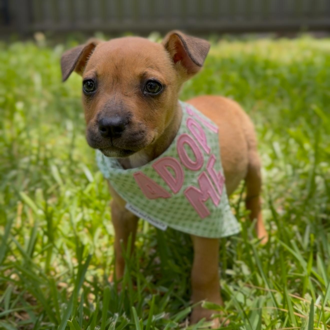 Dog for adoption - Rachel, a Black Mouth Cur Mix in Bensalem, PA ...