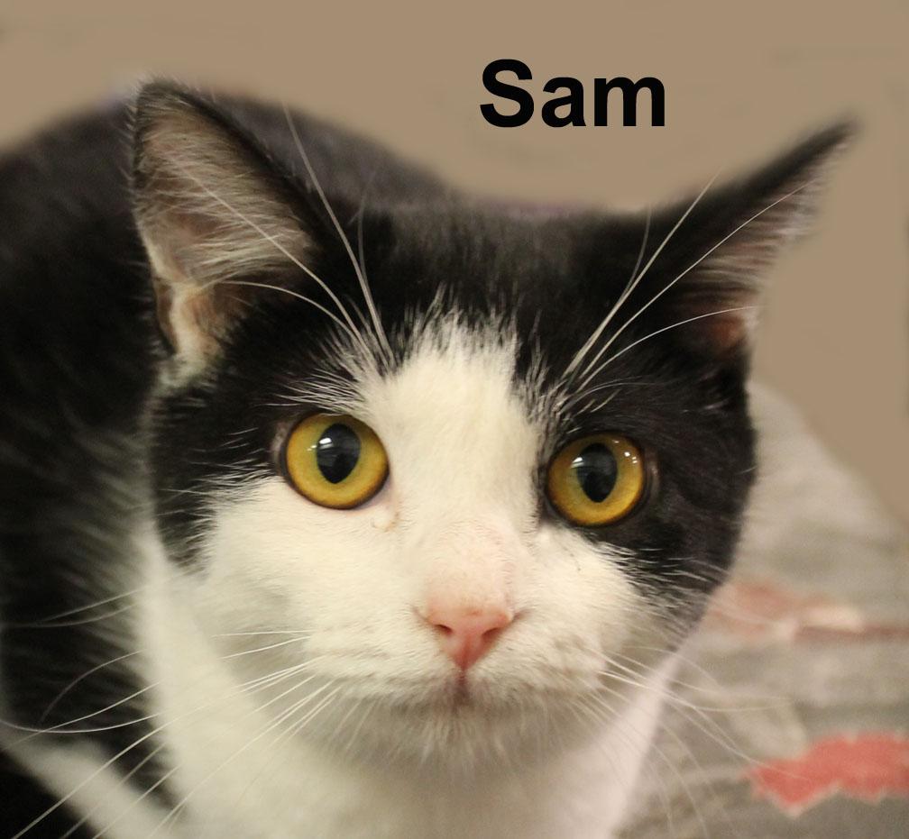 Cat for adoption - Sam Pipp. ("a girl kitty named Sam"; super friendly ...