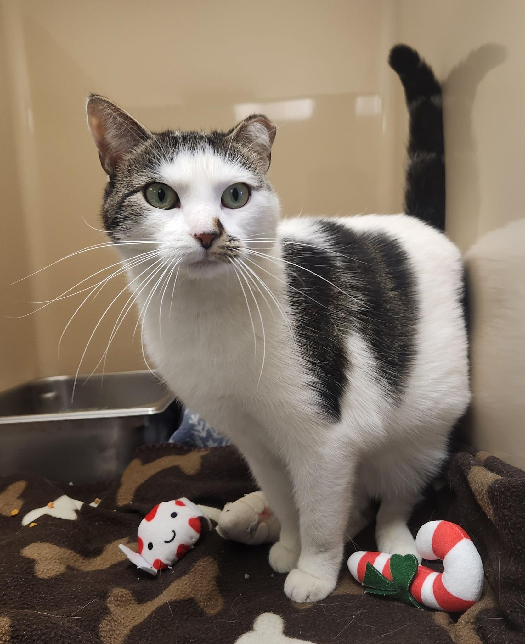 Nae - Adoptable Pet | Petfinder | Petfinder