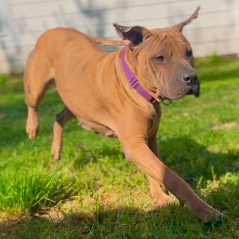 Dog for adoption - Cherry, an American Staffordshire Terrier Mix in ...