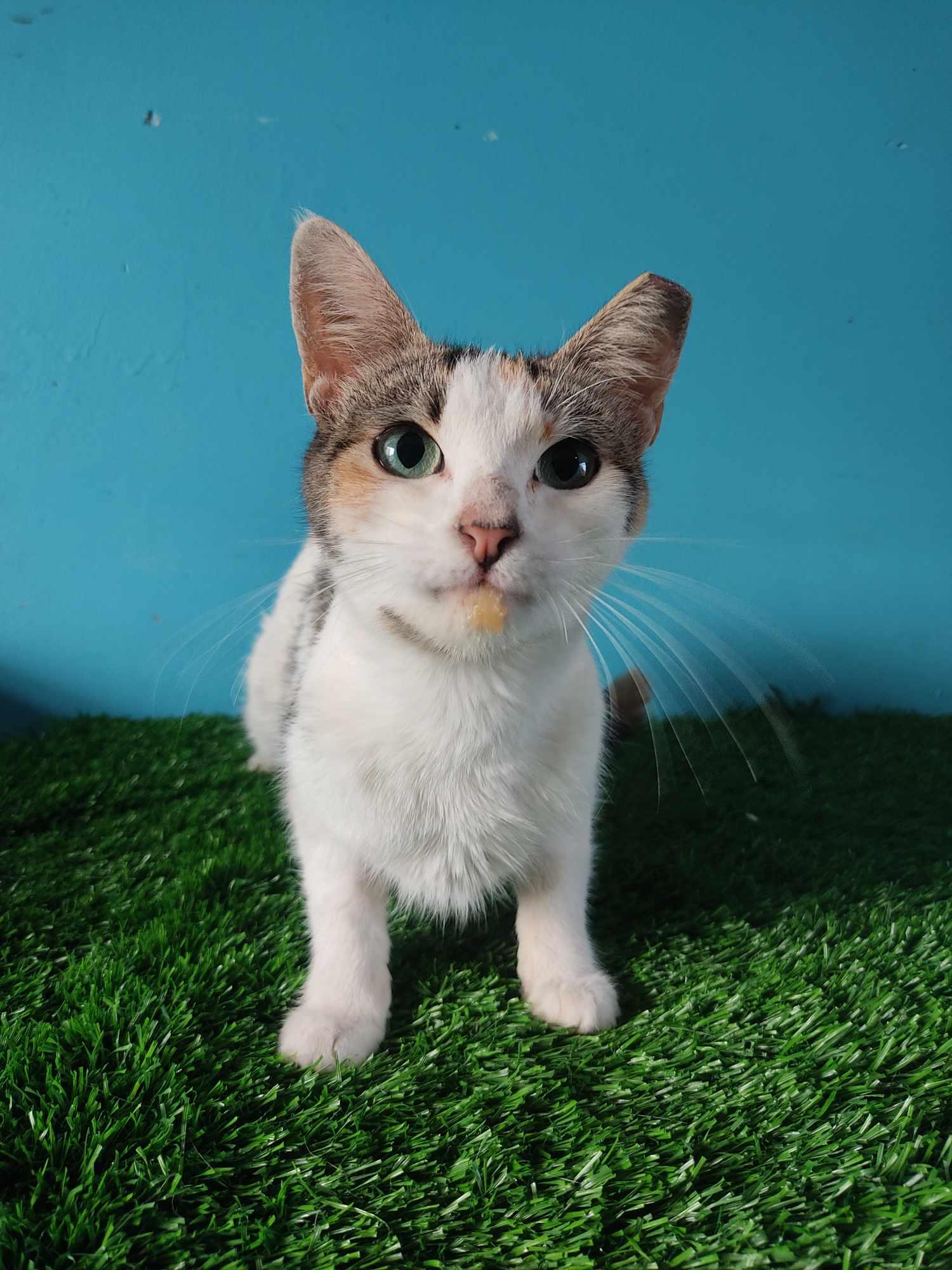 Cat for adoption - Anika, a Calico in Tijuana, BCN | Petfinder