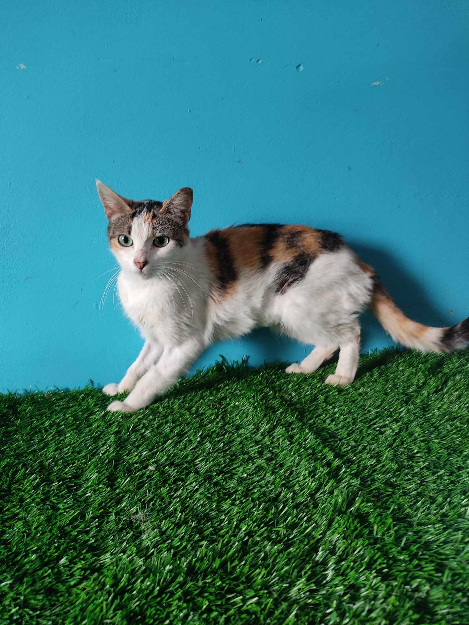 Cat for adoption - Anika, a Calico in Tijuana, BCN | Petfinder