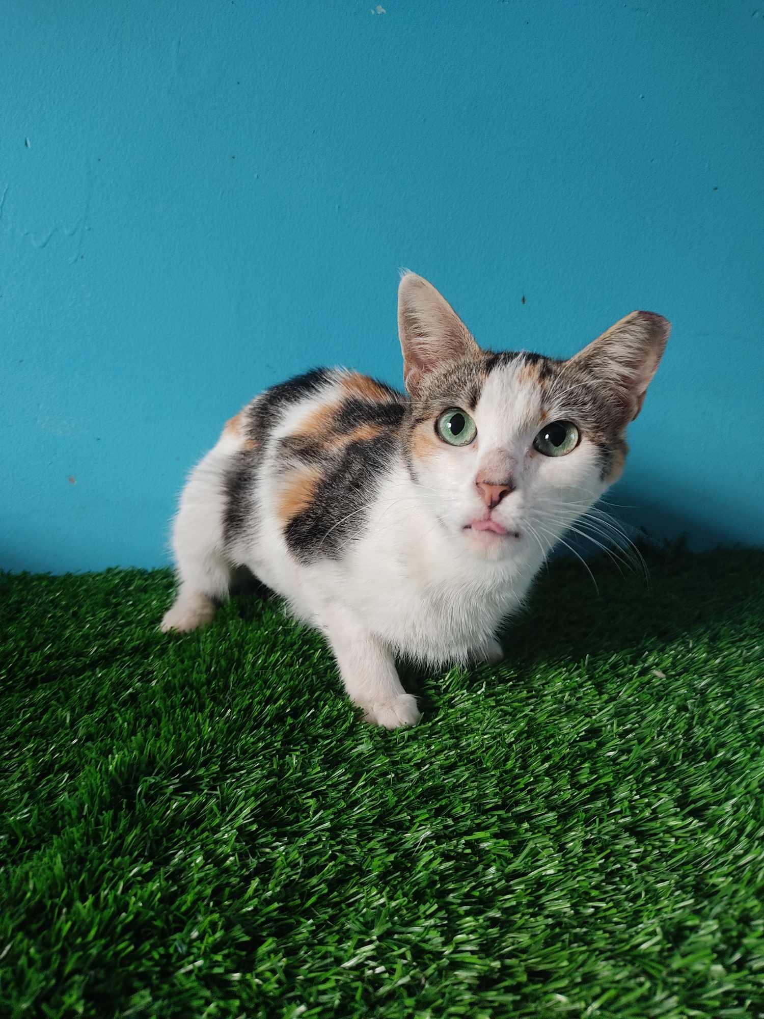 Cat for adoption - Anika, a Calico in Tijuana, BCN | Petfinder