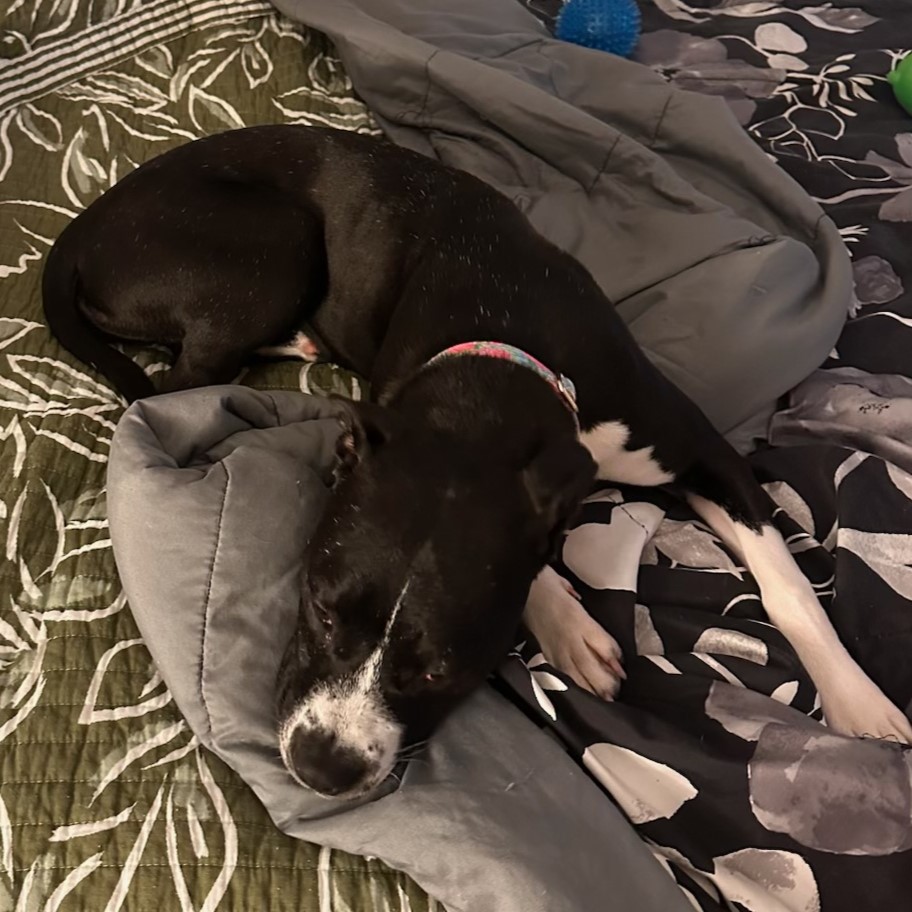 Dog for adoption - Lefty, a Pit Bull Terrier Mix in Providence, RI ...