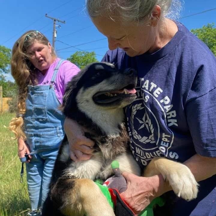 Dog for adoption - Benson James Bone PC, a Retriever & Shepherd Mix in ...