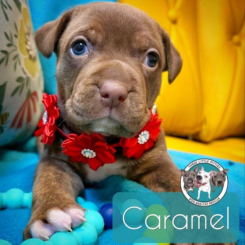 Dog for adoption - Caramel Latte, a Pit Bull Terrier & Labrador ...