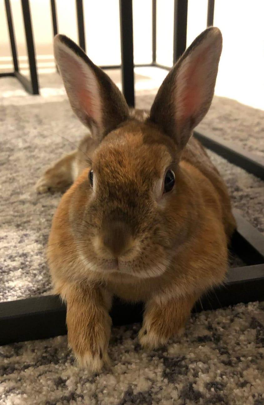 Rabbit for adoption - Chai, a Cinnamon & Mini Rex Mix in Los Angeles ...