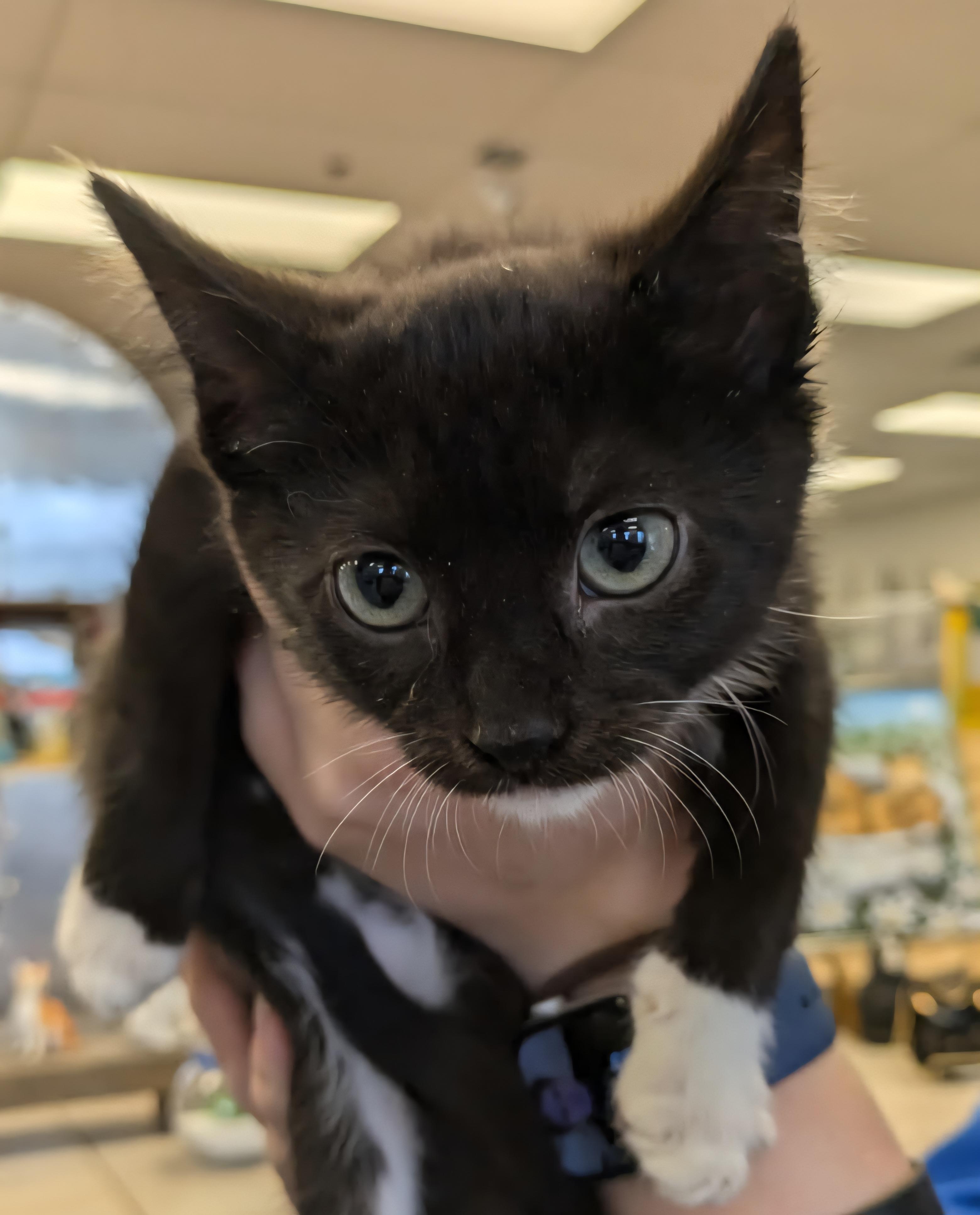 Cat for adoption - Dove, a Domestic Short Hair in South Elgin, IL ...