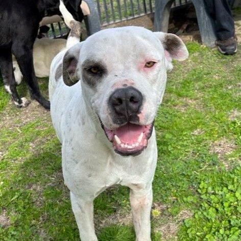 Dog for adoption - SPOT, an American Bulldog in Delano, CA | Petfinder