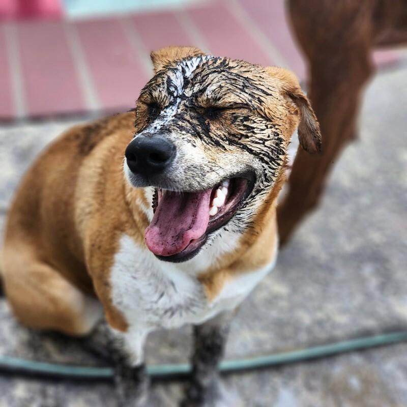 Dog for adoption - Rory Rich Will Rescue You, a Pit Bull Terrier ...