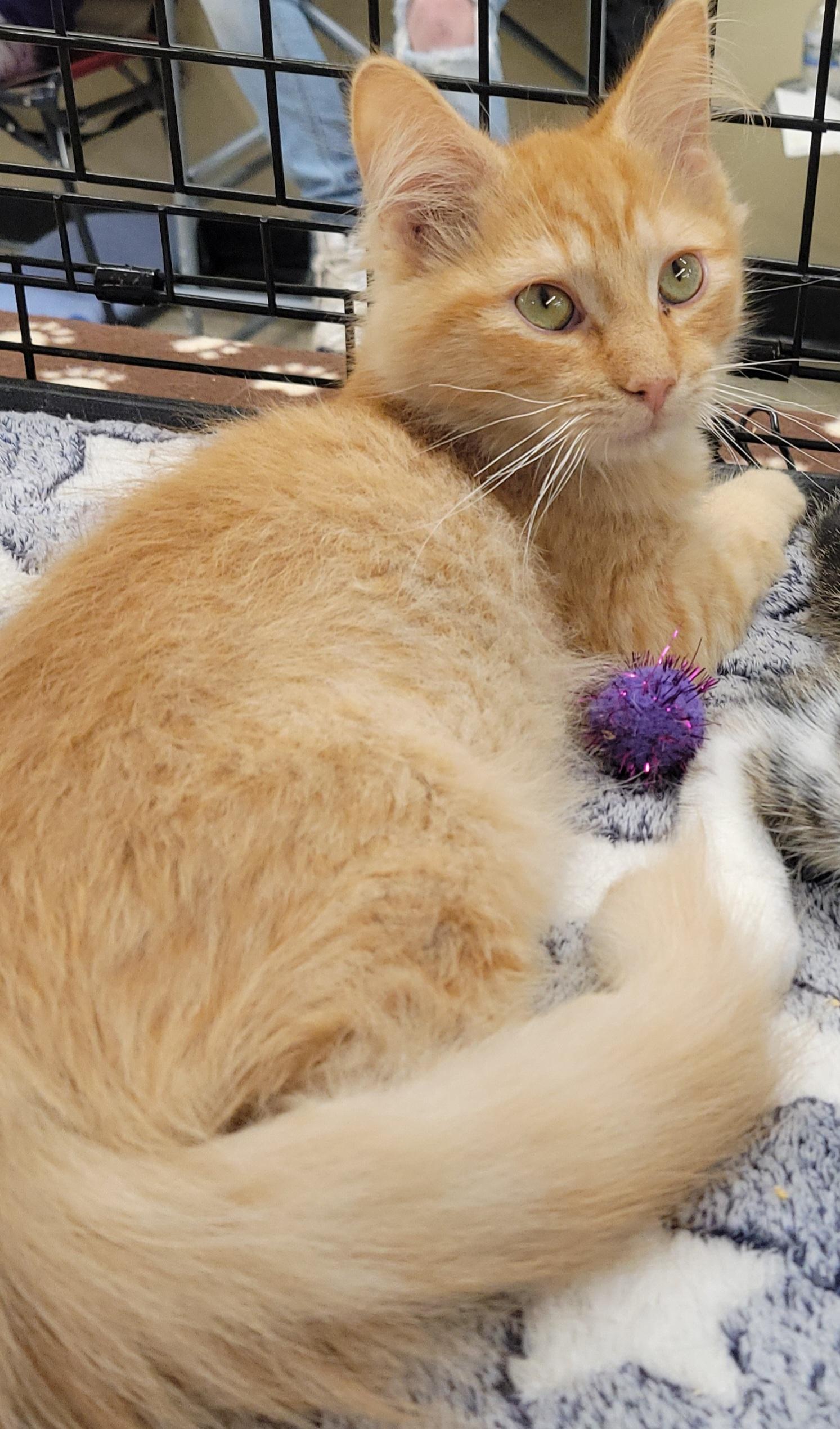 Cat for adoption - WEEBLE WOBBLE, a Domestic Long Hair Mix in Harrison ...