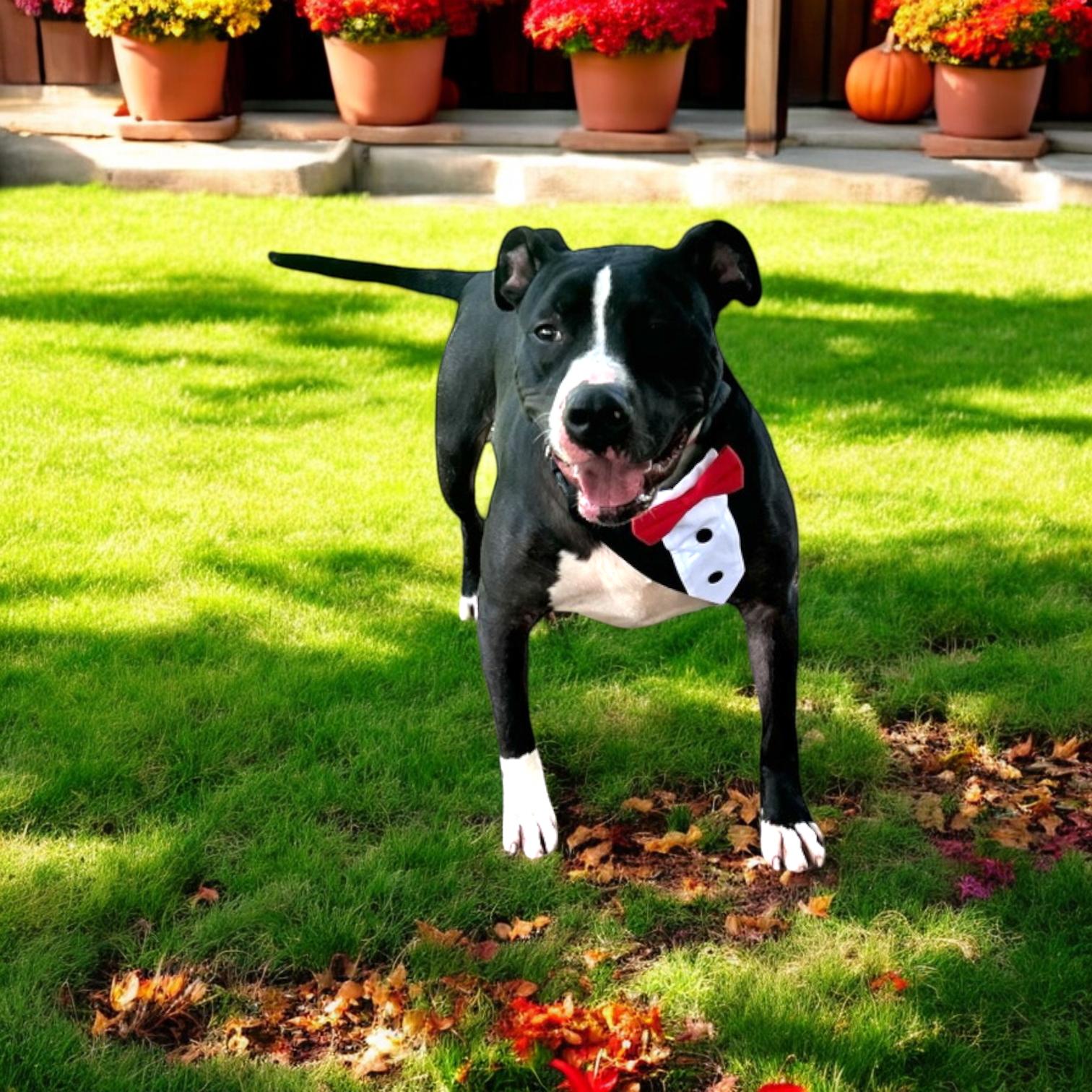 Dog for adoption - Dowdy, a Pit Bull Terrier Mix in Portage, MI | Petfinder