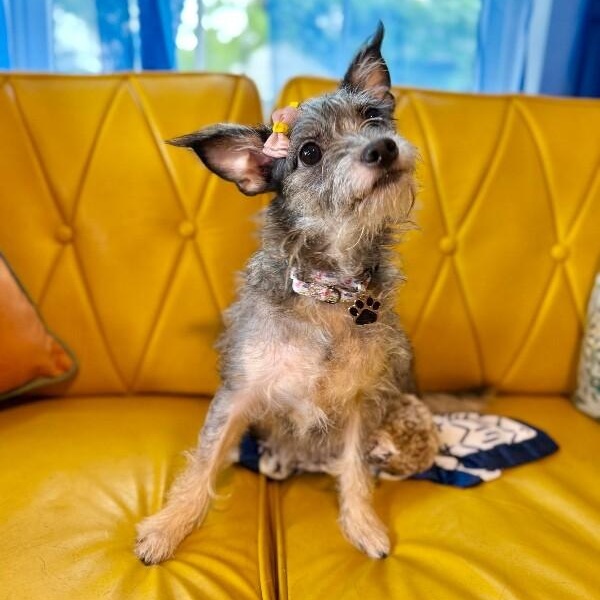 Dog for adoption - Michele, a Maltese & Wirehaired Terrier Mix in ...