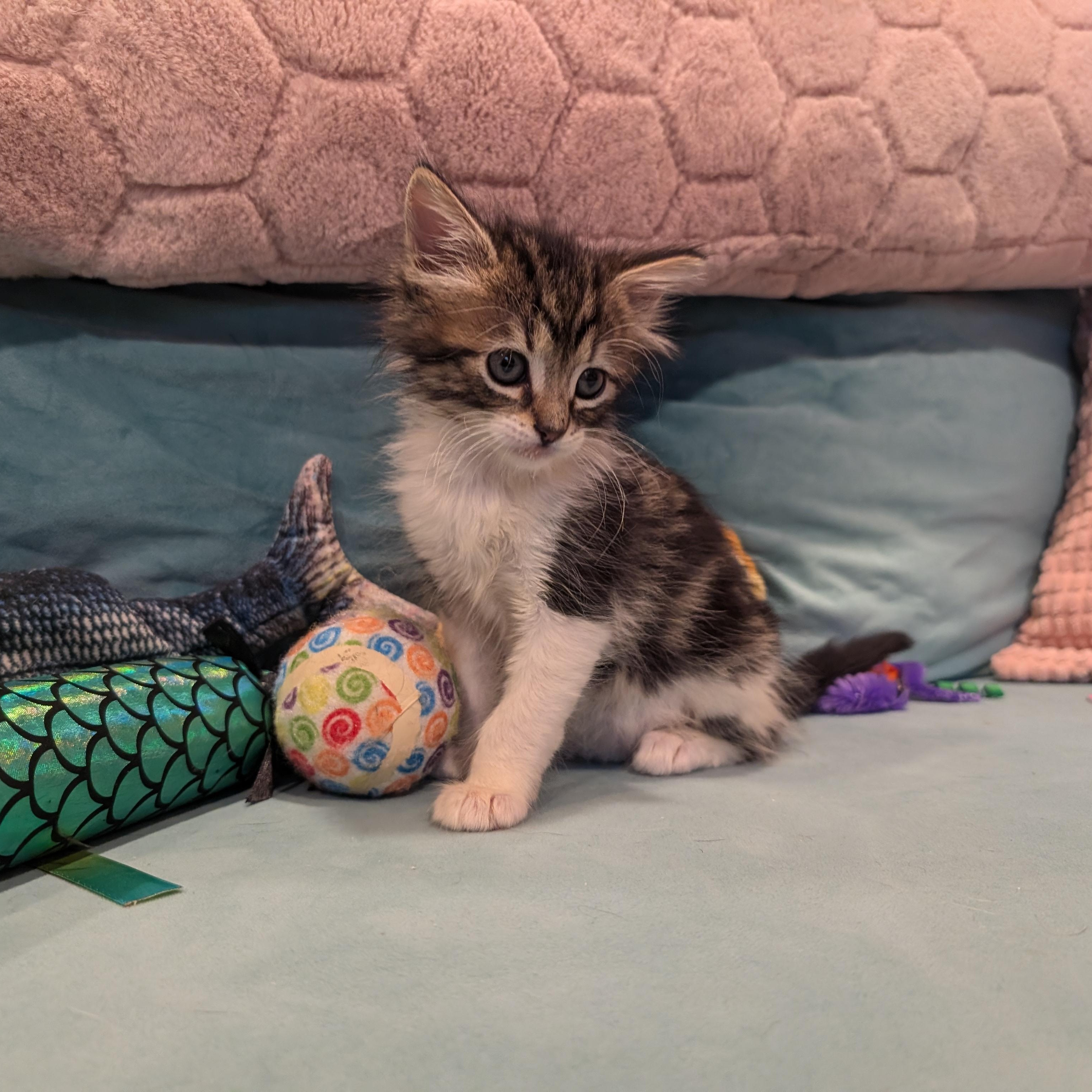 Cat for adoption - Emille (male kitten), a Domestic Medium Hair in Los ...