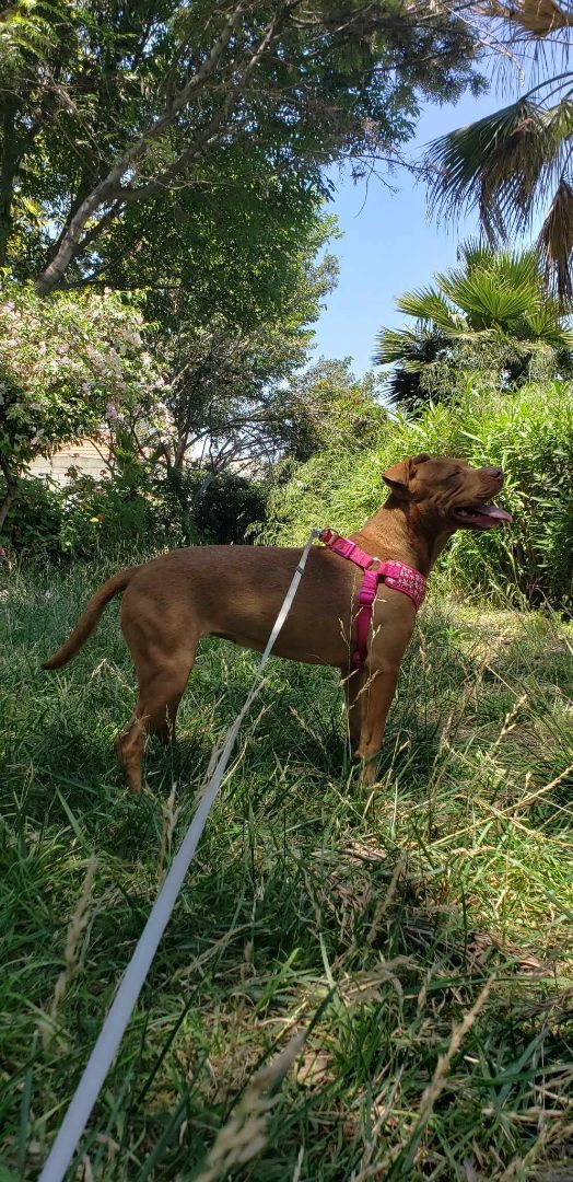 Dog for adoption - Lilith, a Pit Bull Terrier in Tijuana, BCN | Petfinder
