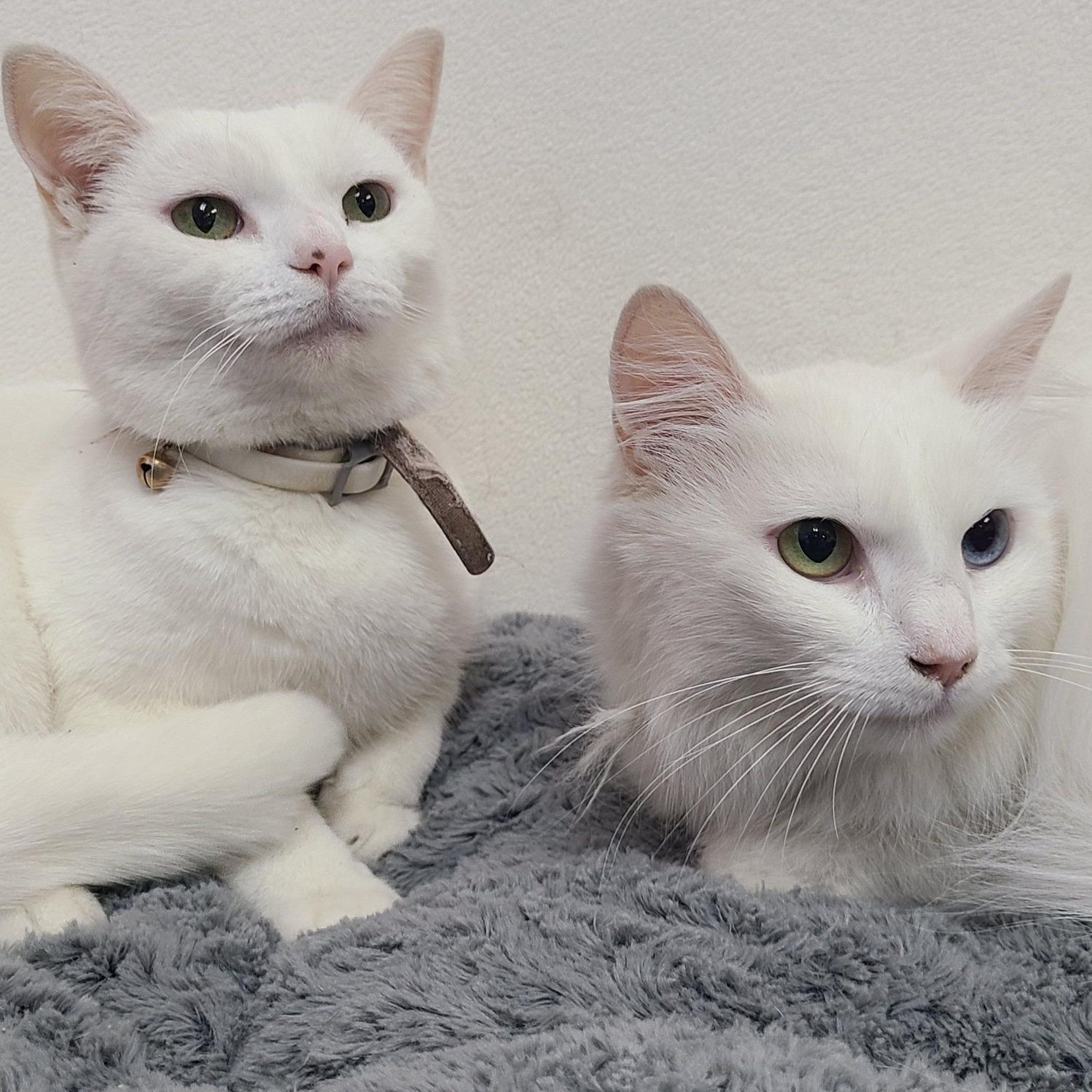 Cat for adoption - Ariel and Belle, a Domestic Short Hair & Domestic ...
