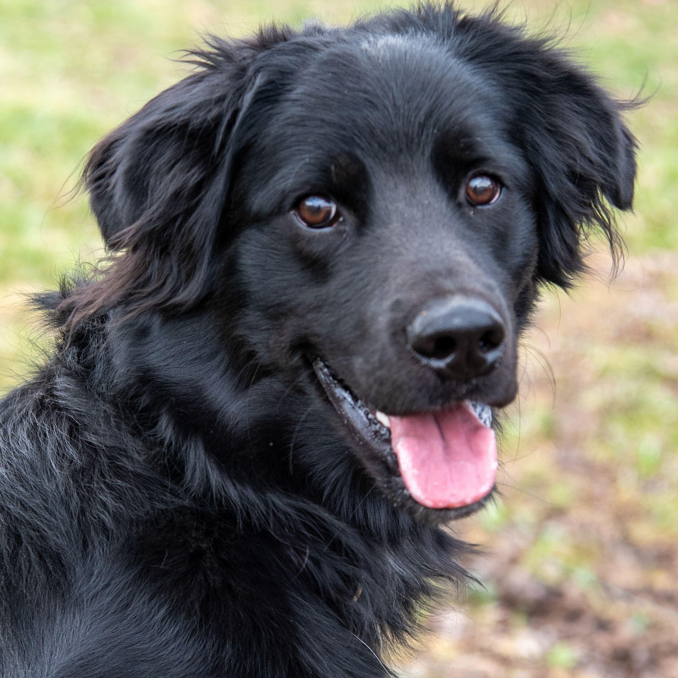 Dog for adoption - Maverick, a Black Labrador Retriever Mix in ...