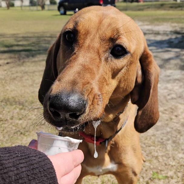 Dog for adoption - Ryder *Has Professional Training, a Redbone ...