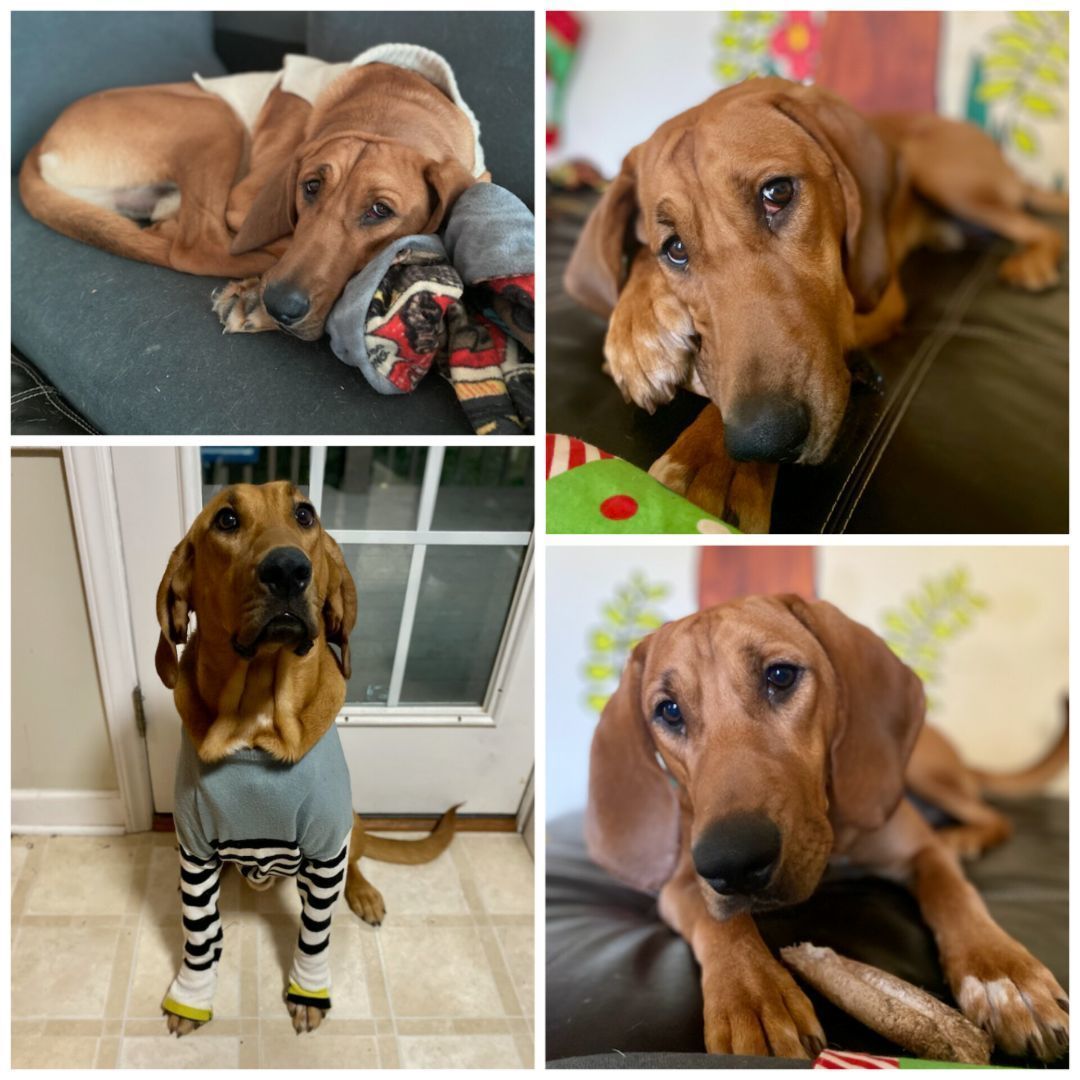 Dog for adoption - Ryder *Has Professional Training, a Redbone ...