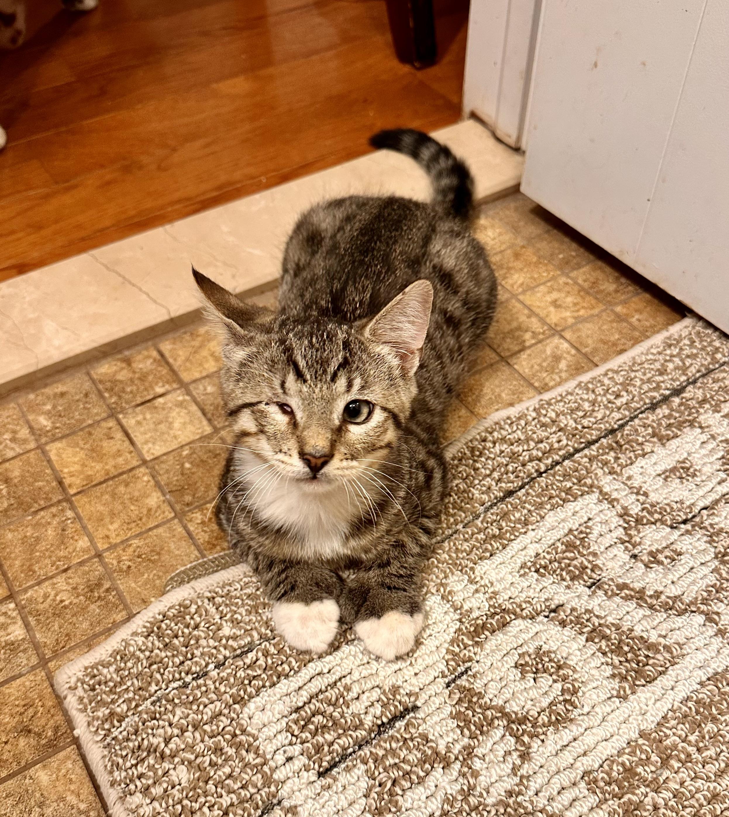 Cat for adoption - Mitten, an Extra-Toes Cat / Hemingway Polydactyl in ...