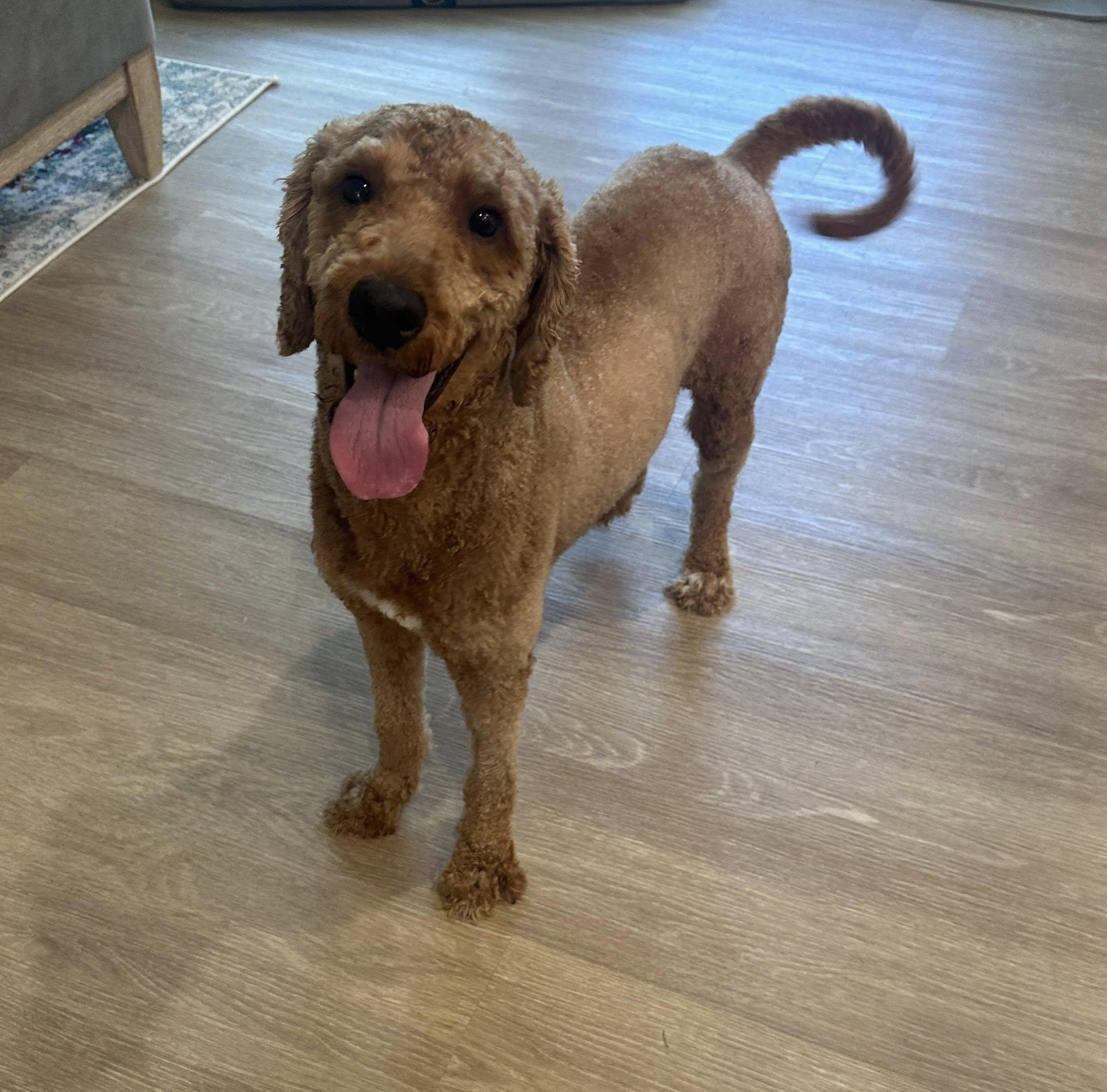 Dog for adoption - Copper (ADOPTION PENDING), a Poodle in Gonzales, LA ...