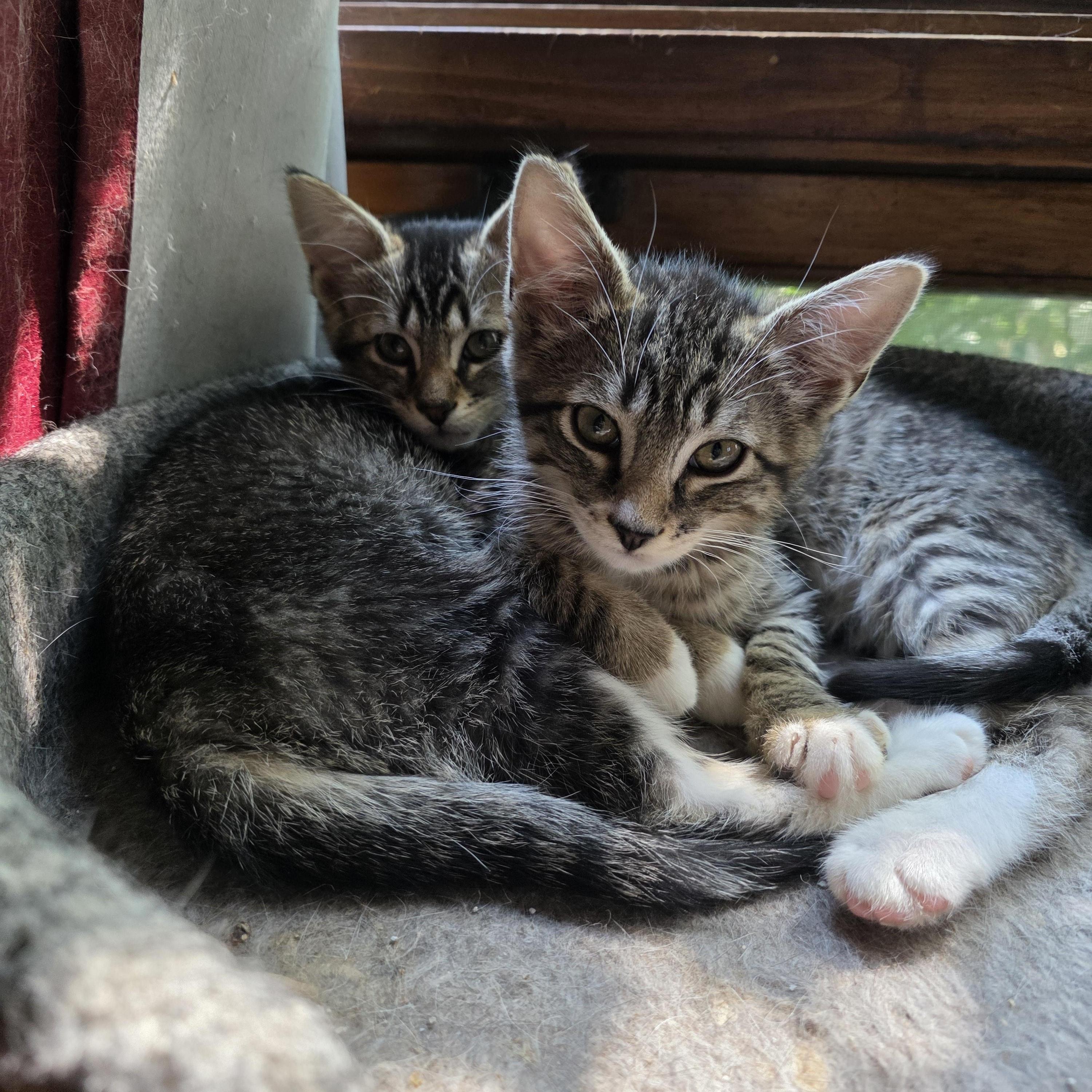 Cat for adoption - Levon, a Domestic Short Hair in Hamburg, NY | Petfinder