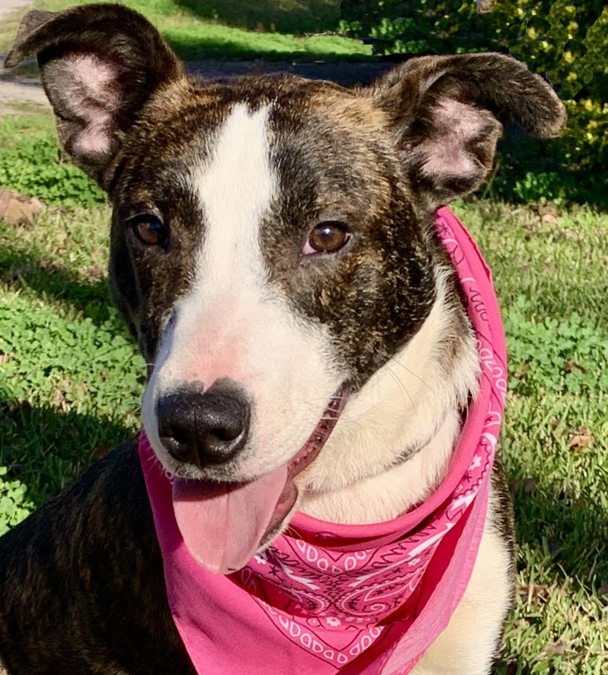 Dog for adoption - ZENA - SWEET GIRL!, a Terrier Mix in Boston, MA | Petfinder