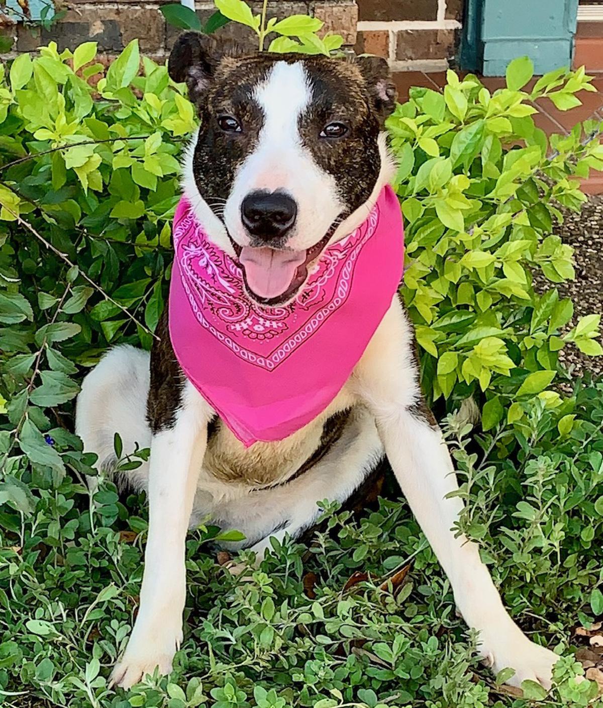 Dog for adoption - ZENA - SWEET GIRL!, a Terrier Mix in Boston, MA ...