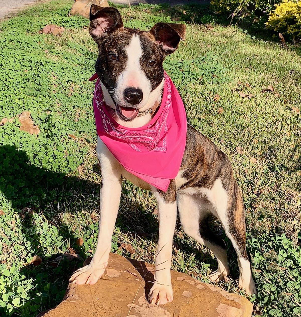 Dog for adoption - ZENA - SWEET GIRL!, a Terrier Mix in Boston, MA ...