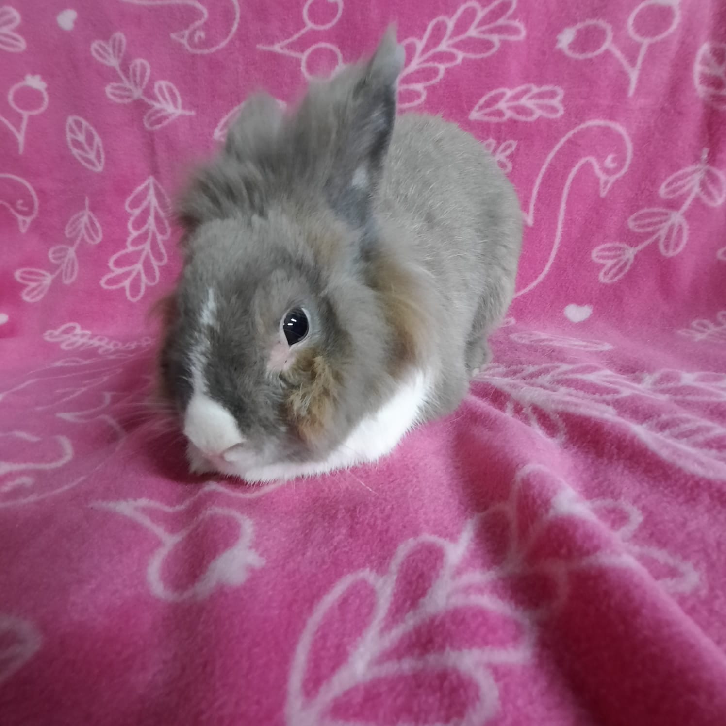 Rabbit for adoption - Calvin, a Lionhead in Montclair, CA | Petfinder