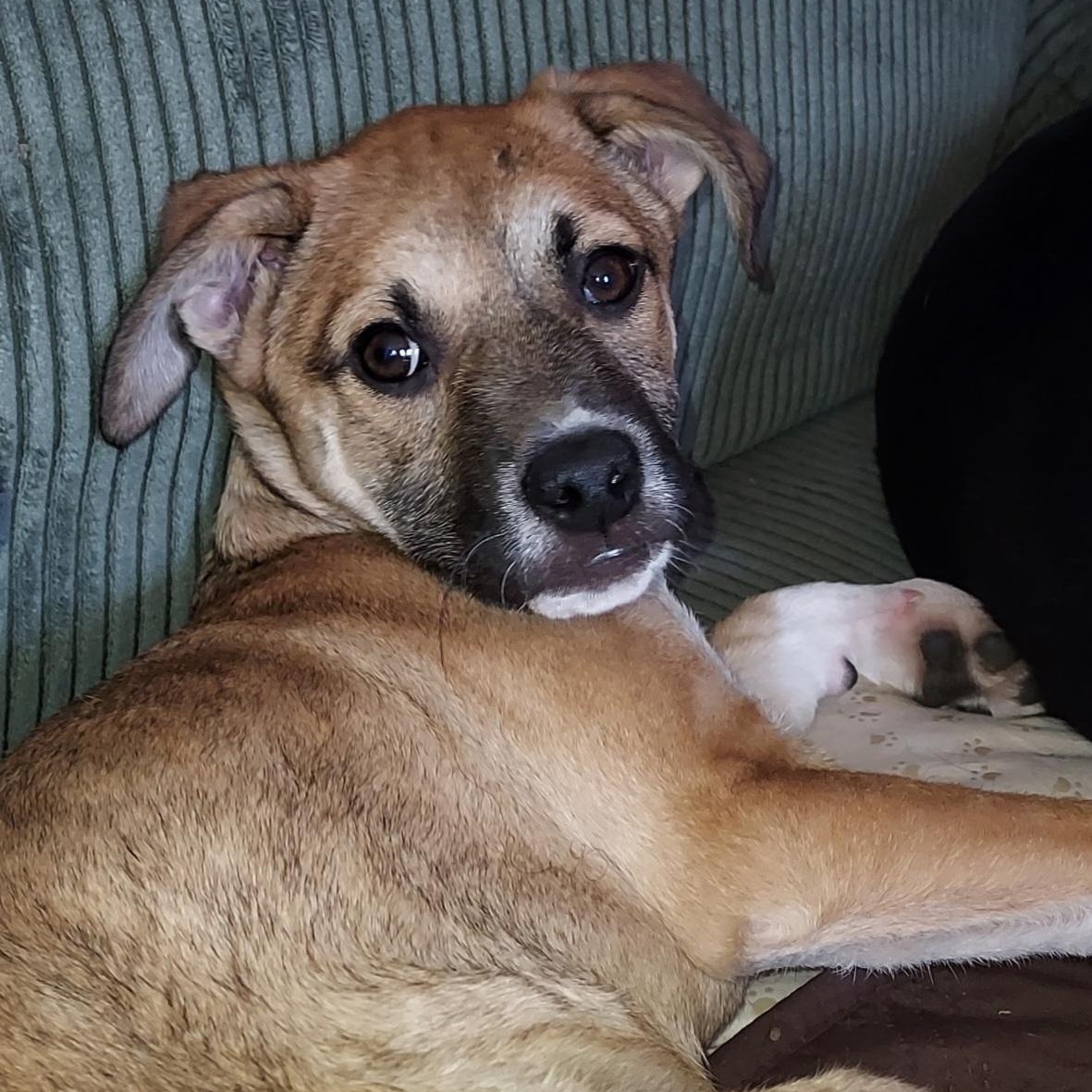 Dog for adoption - Rizz, a Shepherd & Boxer Mix in Sioux City, IA ...
