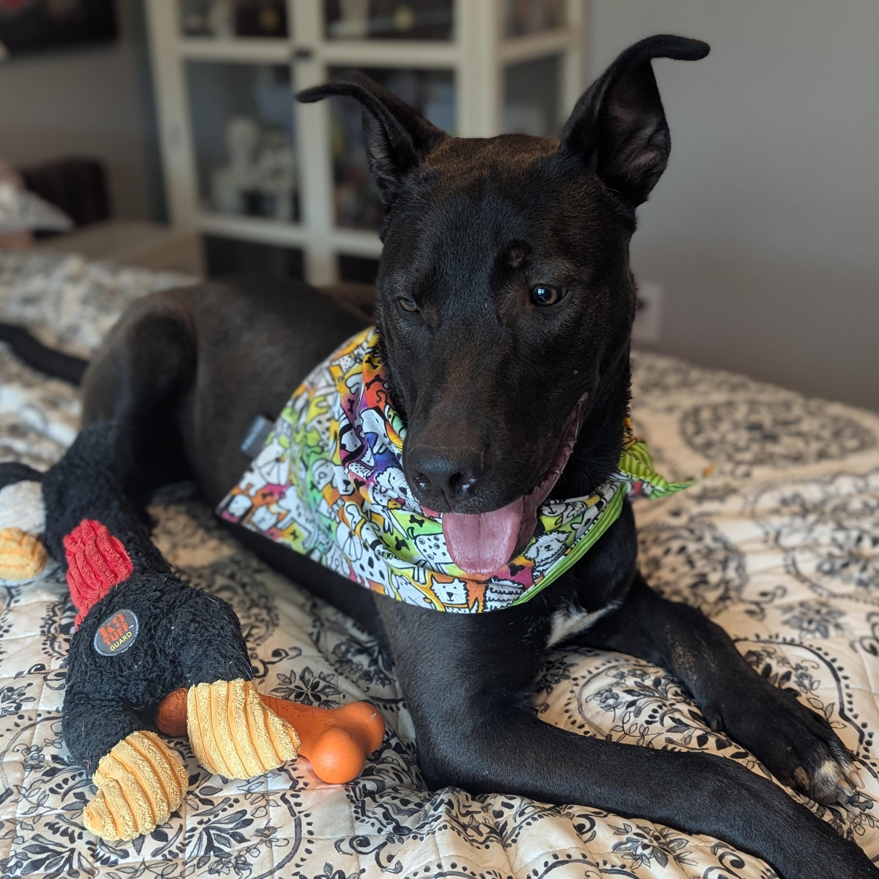 Dog for adoption - Homer, a Black Labrador Retriever & Pit Bull Terrier ...