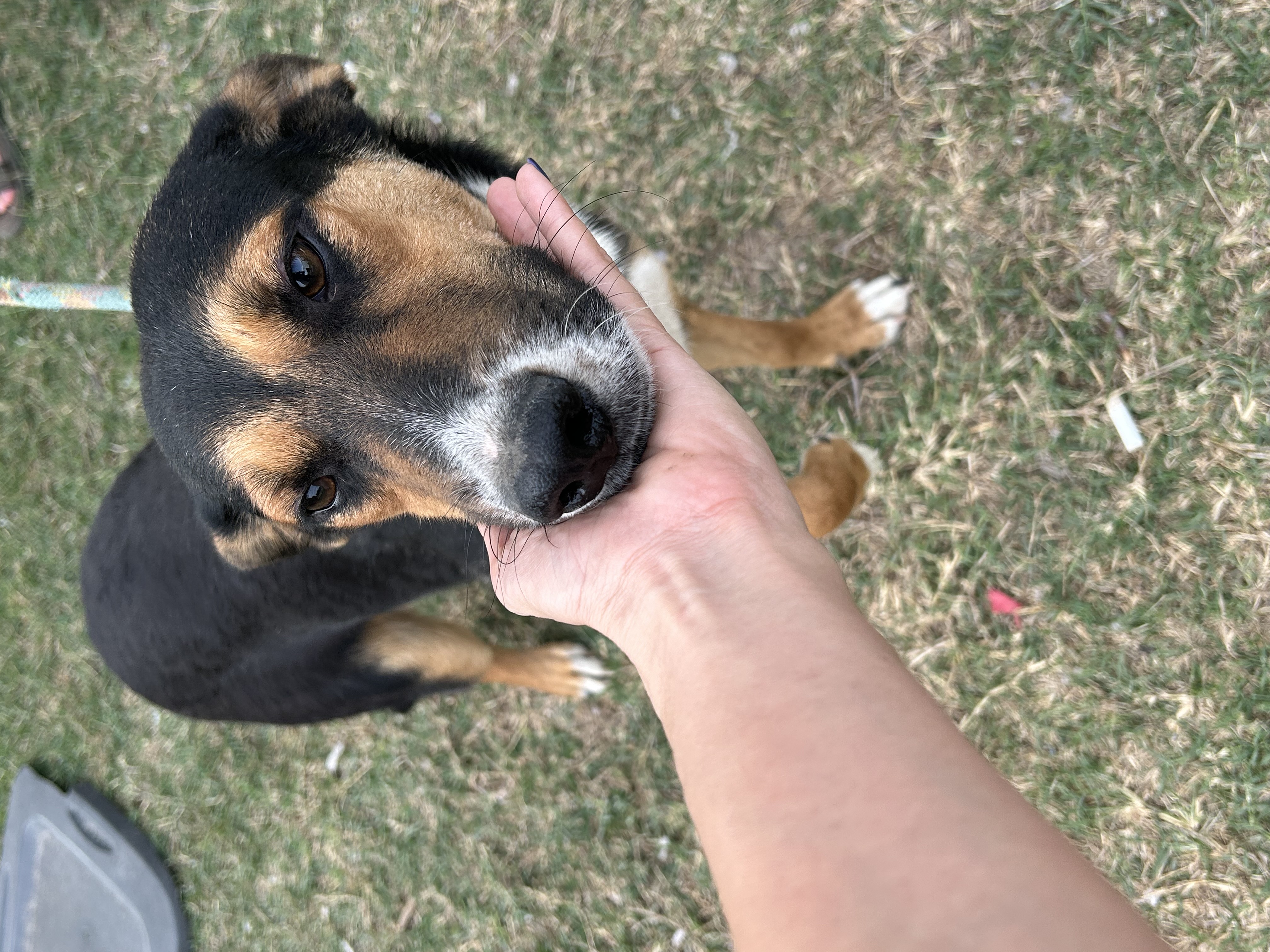 Dog for adoption - Lilo, an American Foxhound & Labrador Retriever Mix ...