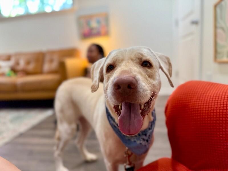 Dog for adoption - Jameson Harris, a Labrador Retriever & Yellow ...