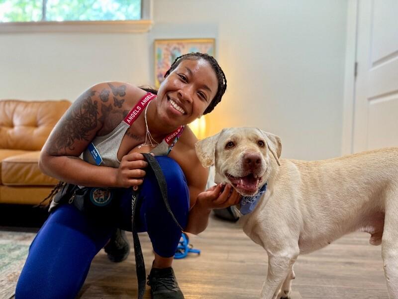 Dog for adoption - Jameson Harris, a Labrador Retriever & Yellow ...