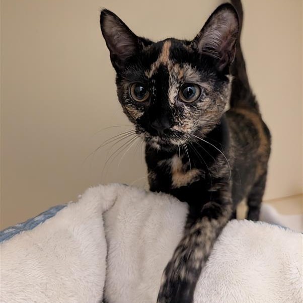 Cat for adoption - Beezus Quimby, a Domestic Short Hair in Cooperstown ...