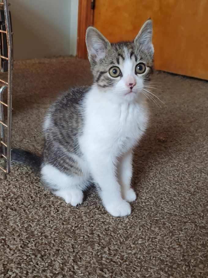 Cat for adoption - Buttons, a Domestic Short Hair in Crown Point, IN ...