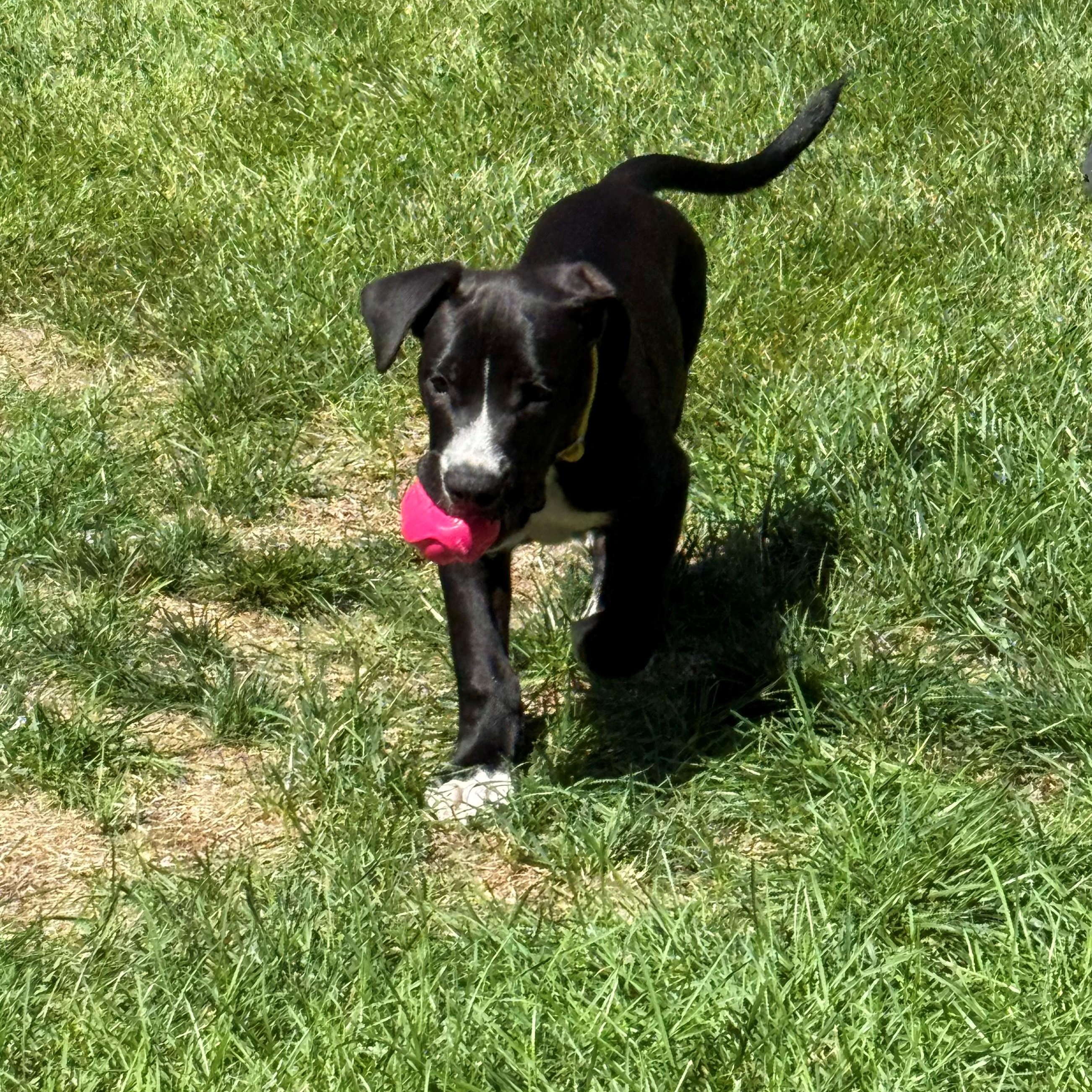 Dog for adoption - Tubby Tickle ~ Local Boy, a Labrador Retriever ...