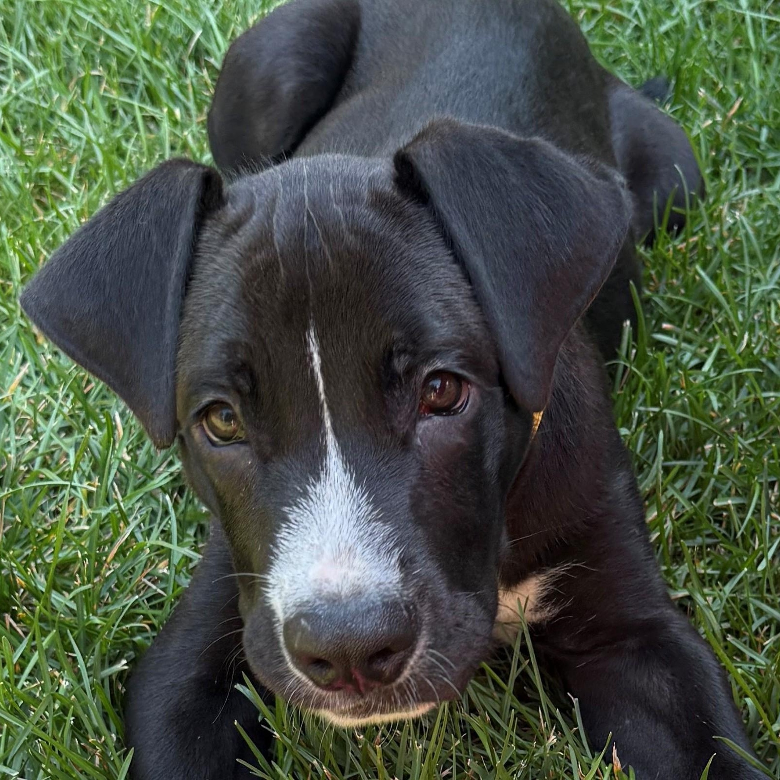 Dog for adoption - Tubby Tickle ~ Local Boy, a Labrador Retriever ...