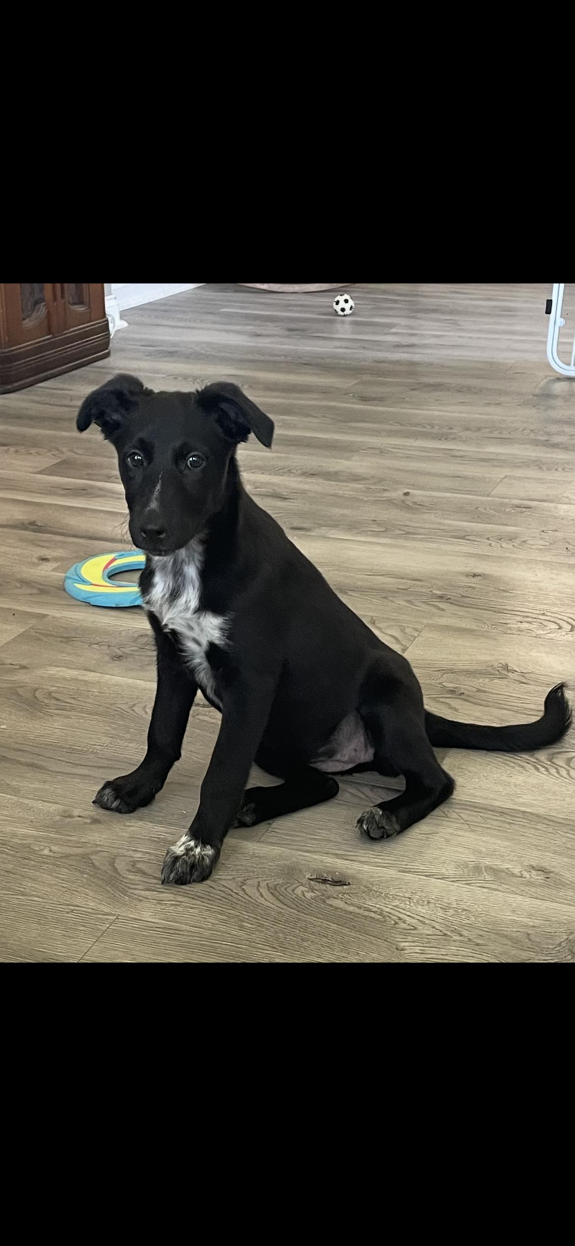 Dog for adoption - VIOLET, an Australian Cattle Dog / Blue Heeler ...