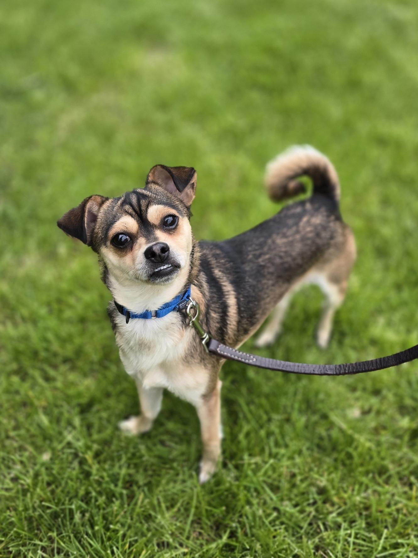 Dog for adoption - Moki, a Chihuahua Mix in Woodstock, IL | Petfinder