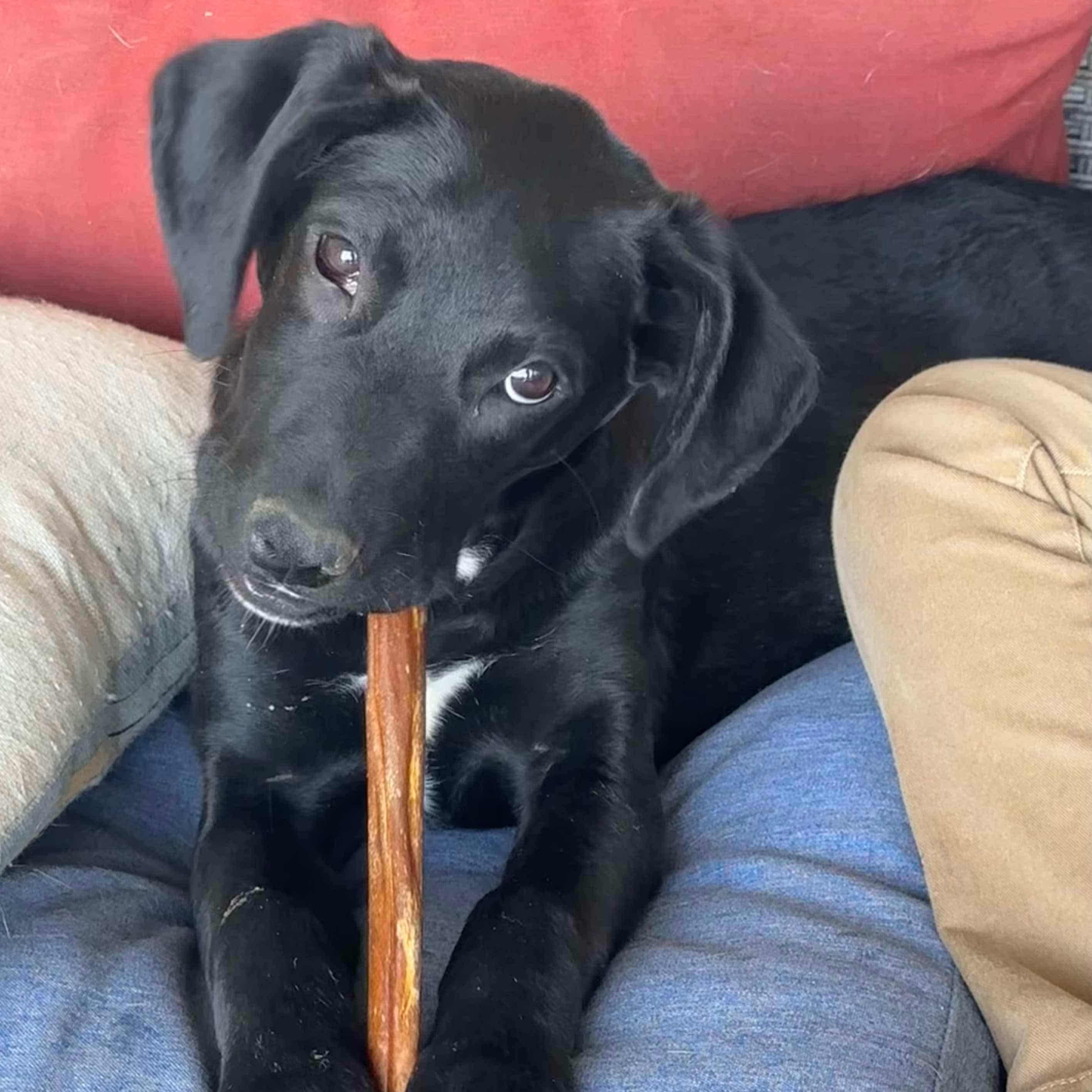 Dog for adoption - Pixie, a Black Labrador Retriever & Labrador ...