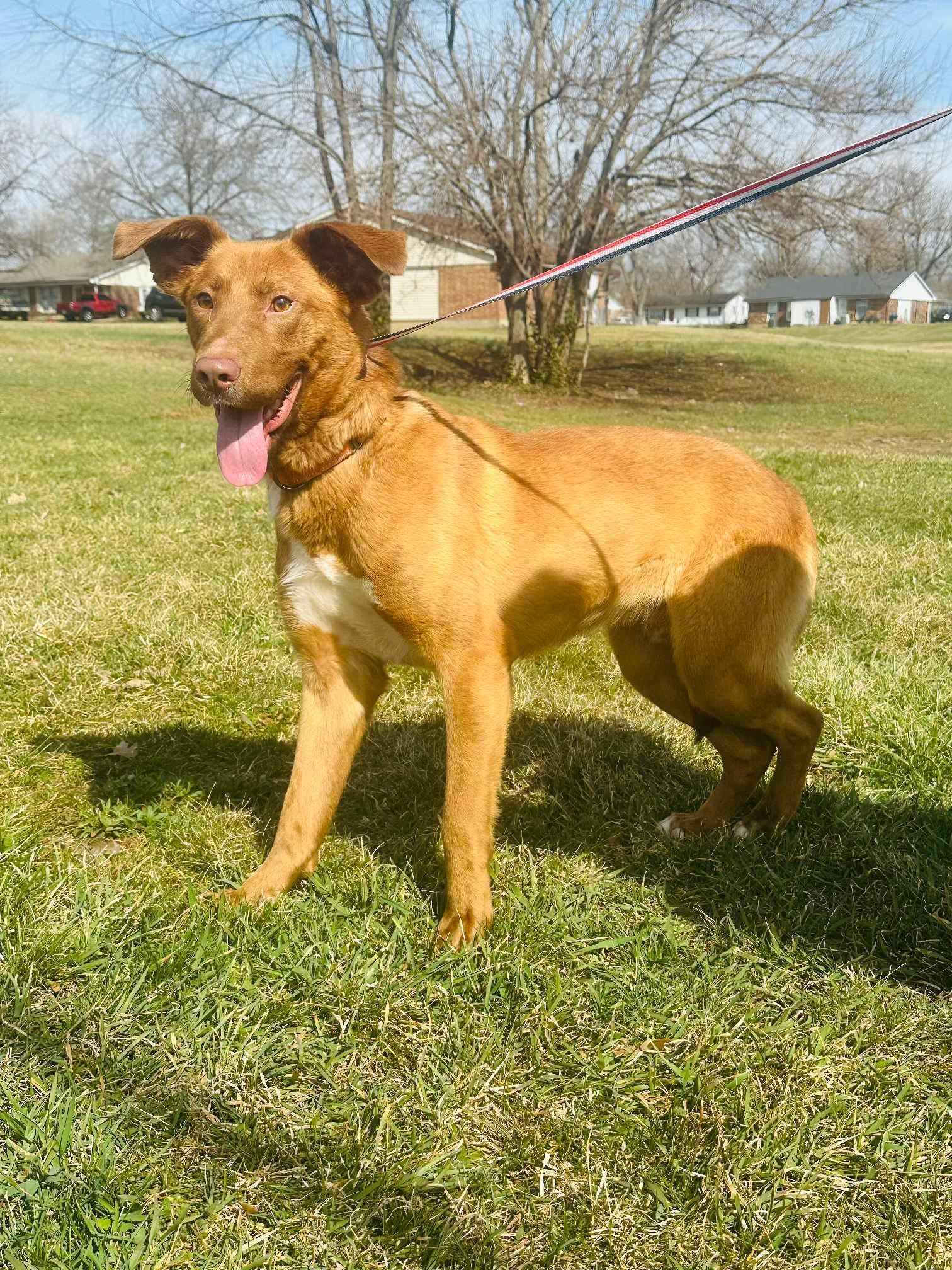 Dog for adoption - Leo, a Shepherd Mix in Westwood, NJ | Petfinder