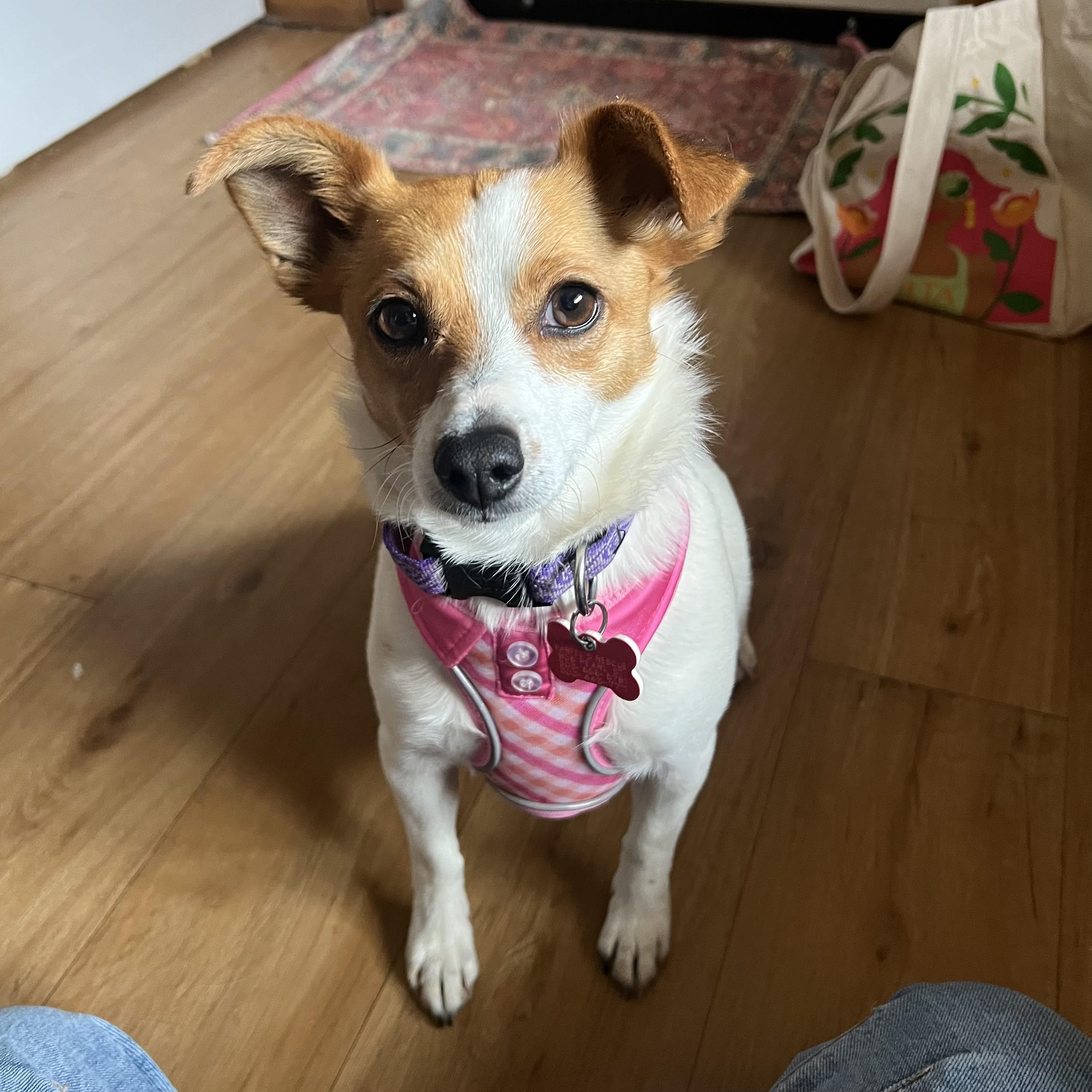 Dog for adoption - Kiki, a Jack Russell Terrier & Chihuahua Mix in ...