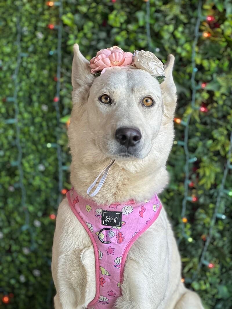 Dog for adoption - Bryce, a White German Shepherd & Labrador Retriever Mix in Las Vegas, NV ...