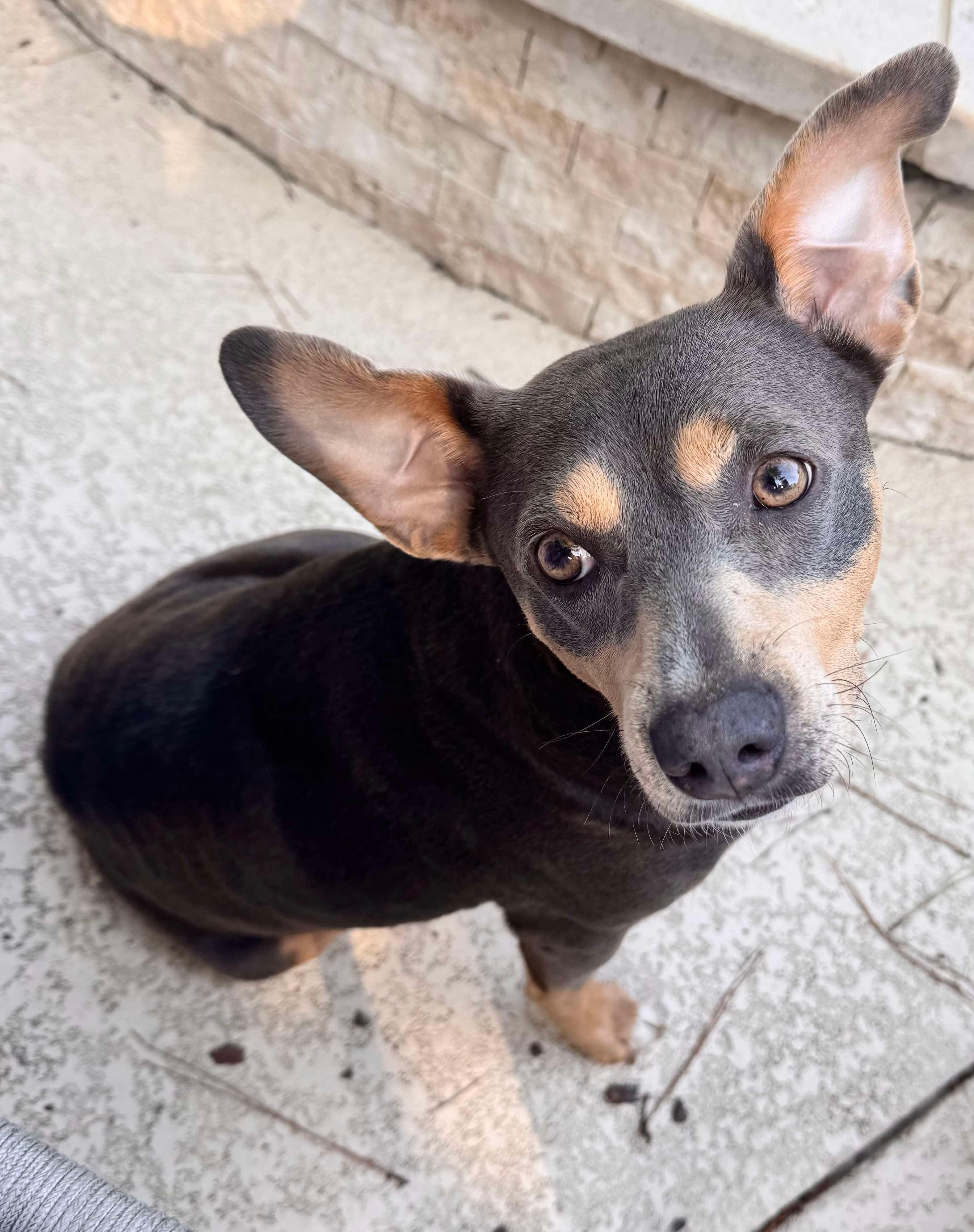 Dog for adoption - Little Debbie, a Blue Lacy Mix in Nashua, NH | Petfinder