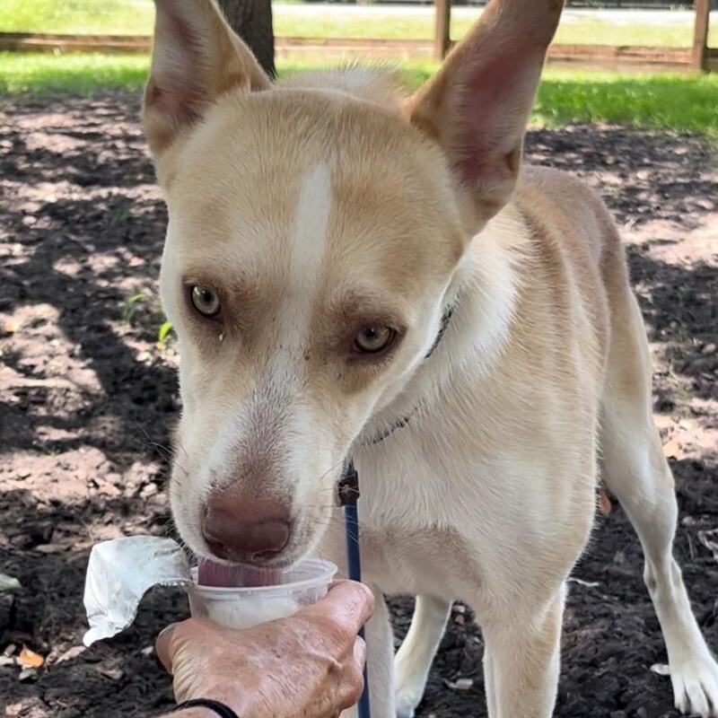 Dog for adoption - Everest Junie the TINY Husky, a Husky & Siberian ...