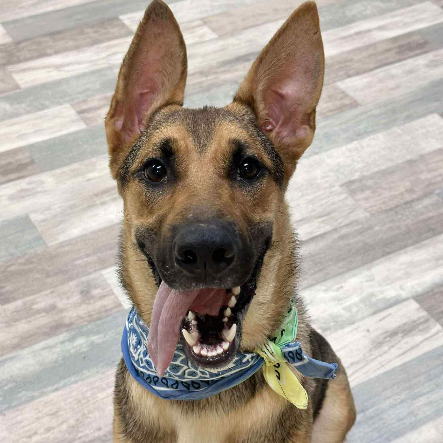 Dog for adoption - BEAVER GS, a German Shepherd Dog in Portland, ME ...