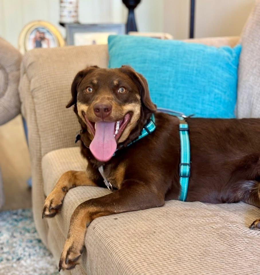 Dog for adoption - Cinnamon, a Chocolate Labrador Retriever Mix in ...